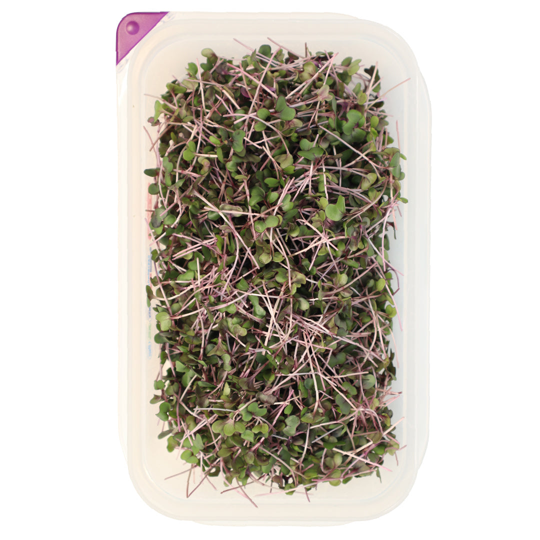 Micro Red Cabbage – Cheeky Harvest