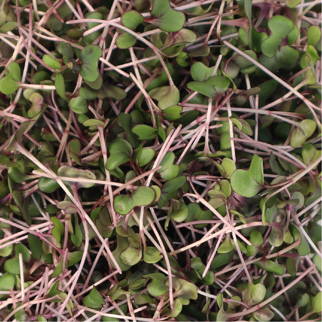 Micro Red Cabbage – Cheeky Harvest