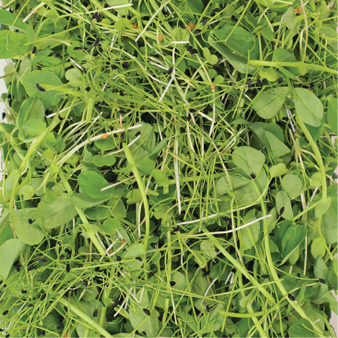 Zesty Mix – Cheeky Harvest